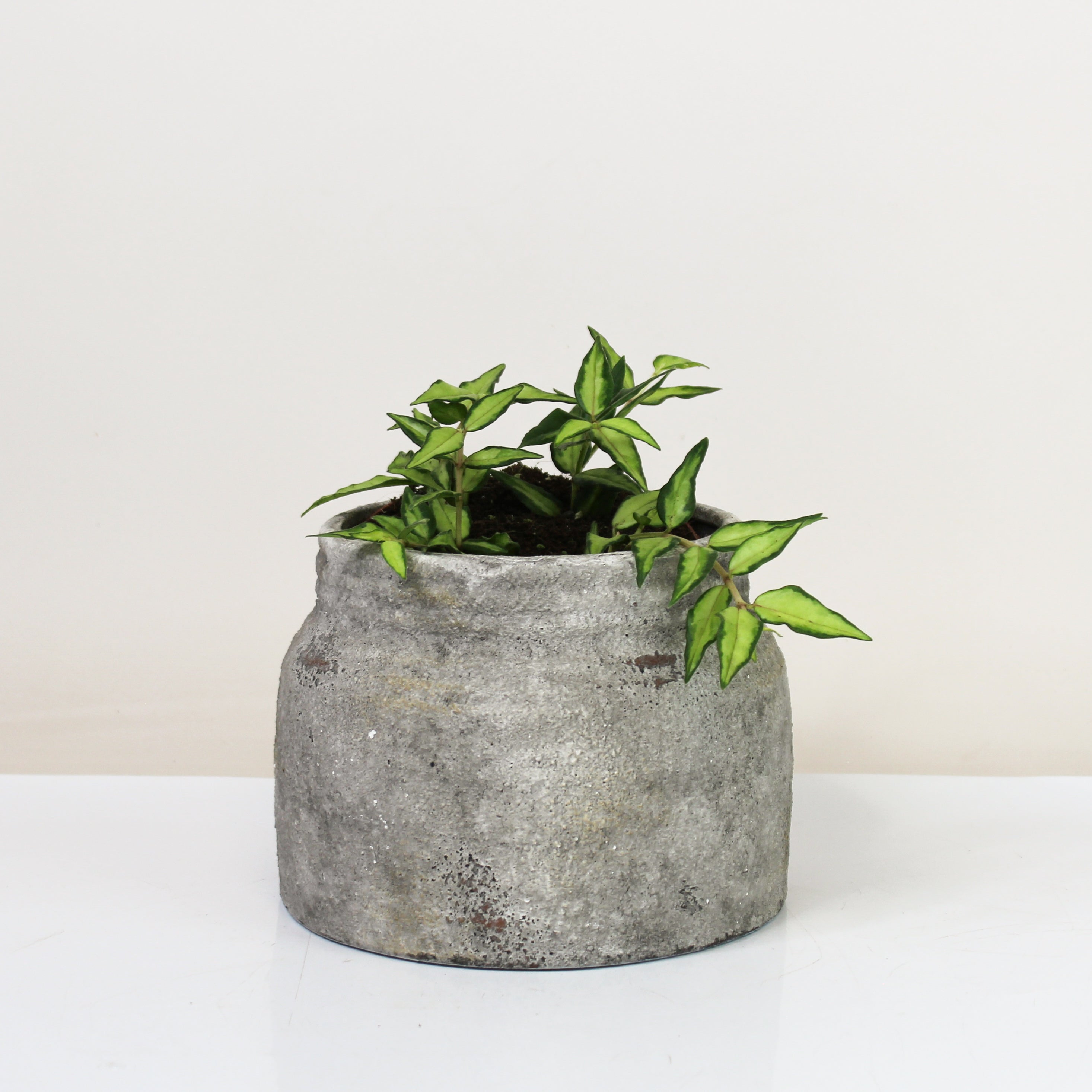 Hoya Bella 'Lida Buis' – Foliage Dreams