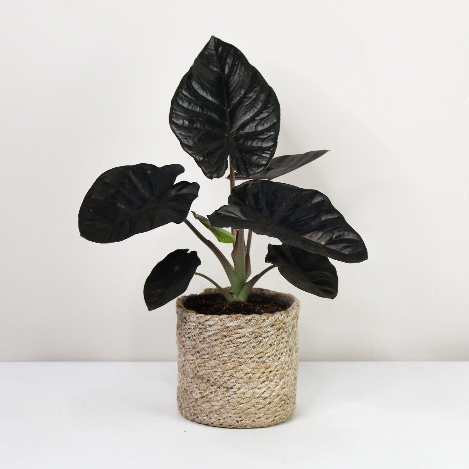 Alocasia Black Magic – Foliage Dreams