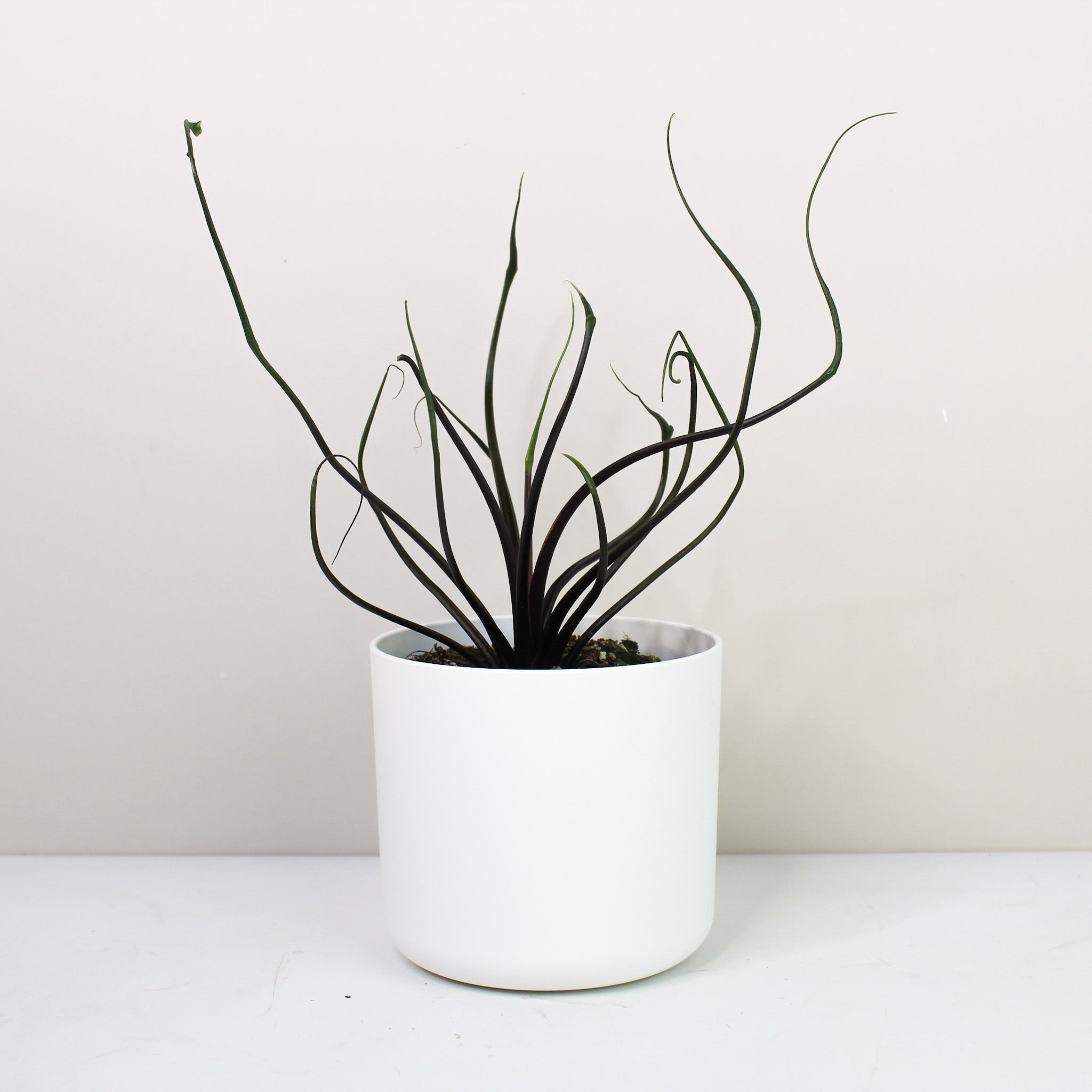 Alocasia Flying Squid – Foliage Dreams