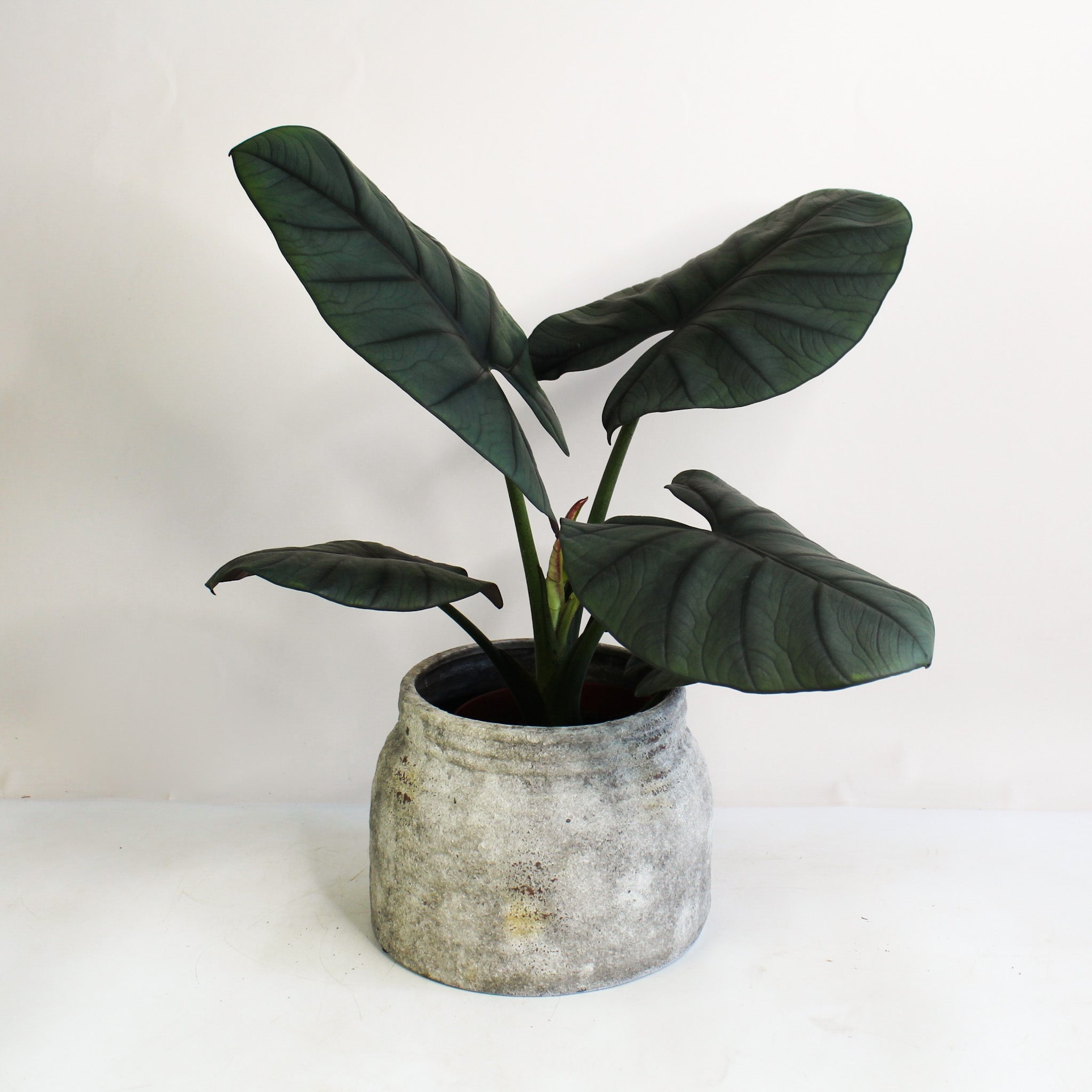 Alocasia Nebula Elaine – Foliage Dreams