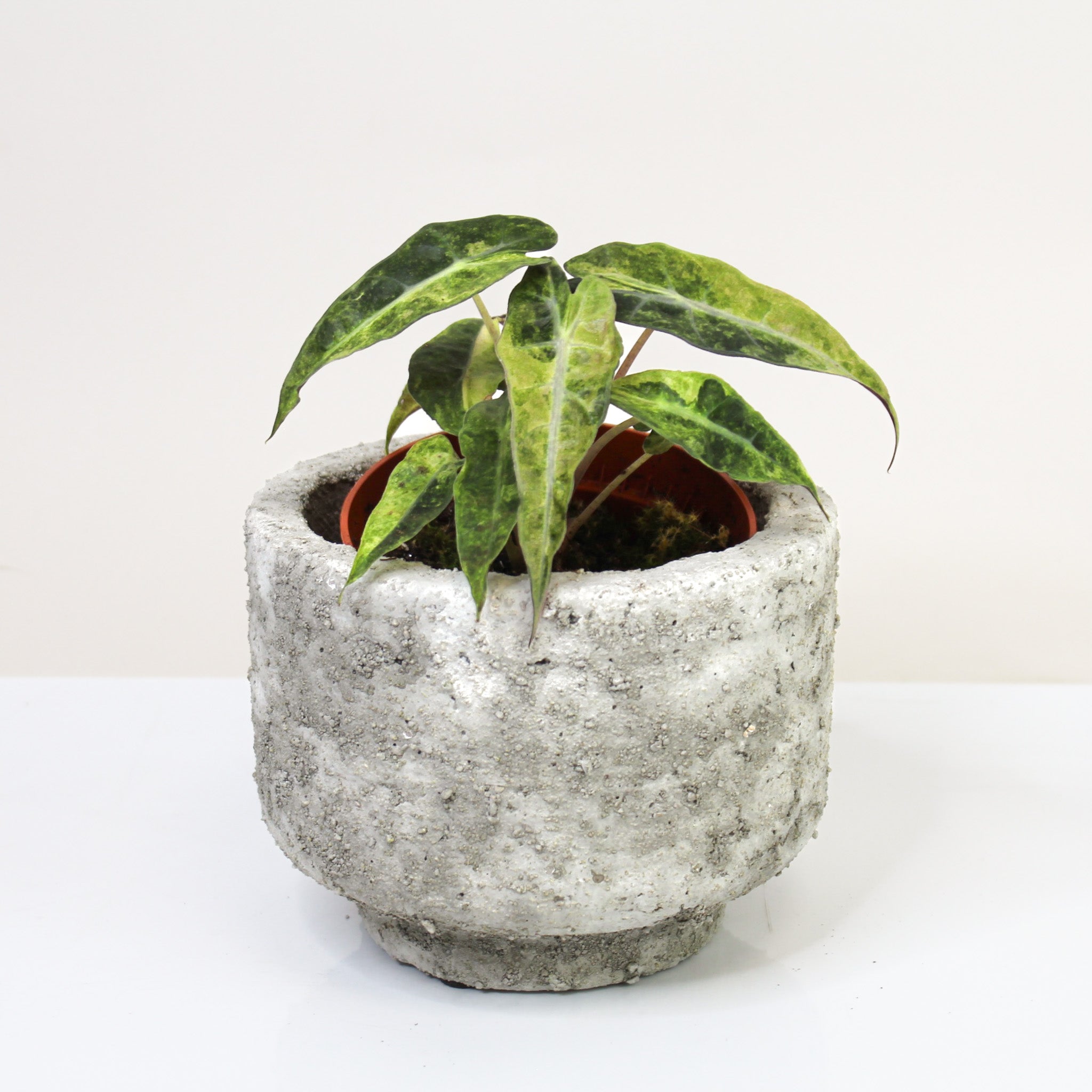 Alocasia Polly Yellow Variegata – Foliage Dreams