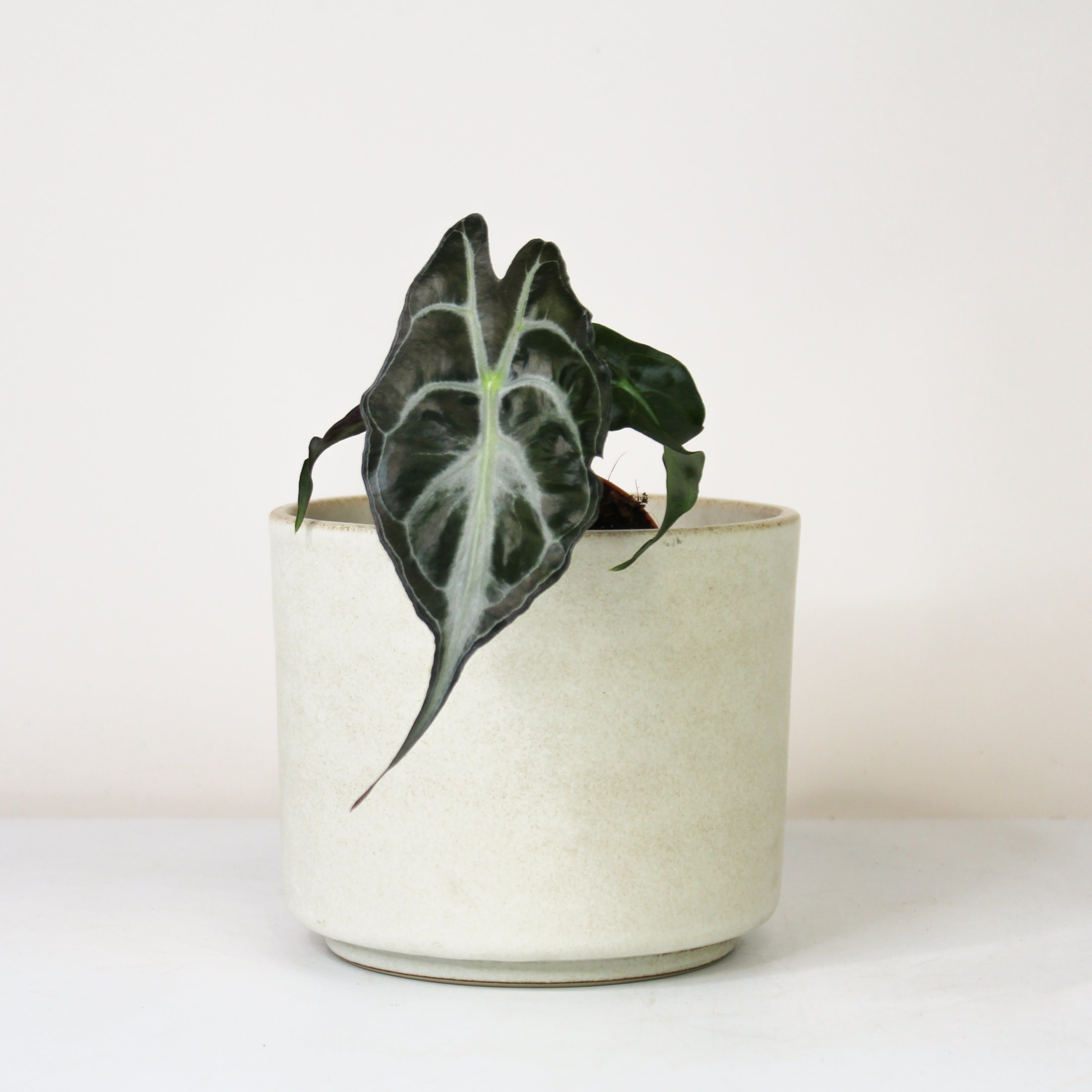 Alocasia Venom – Foliage Dreams