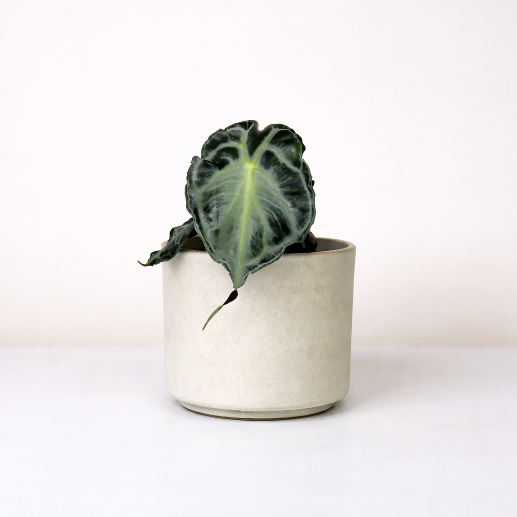Alocasia Venom – Foliage Dreams