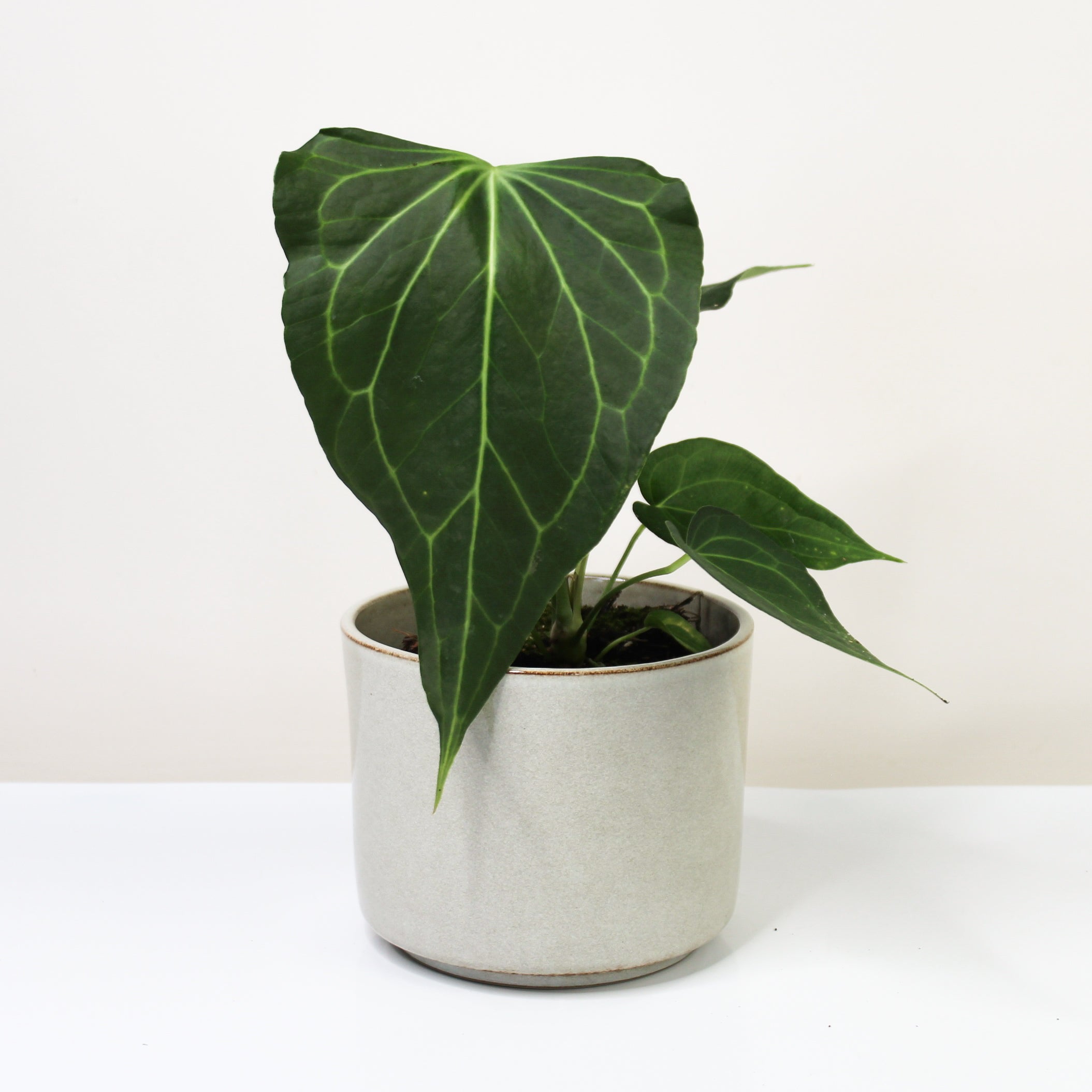 Anthurium Anthurium Delta Force – Foliage Dreams