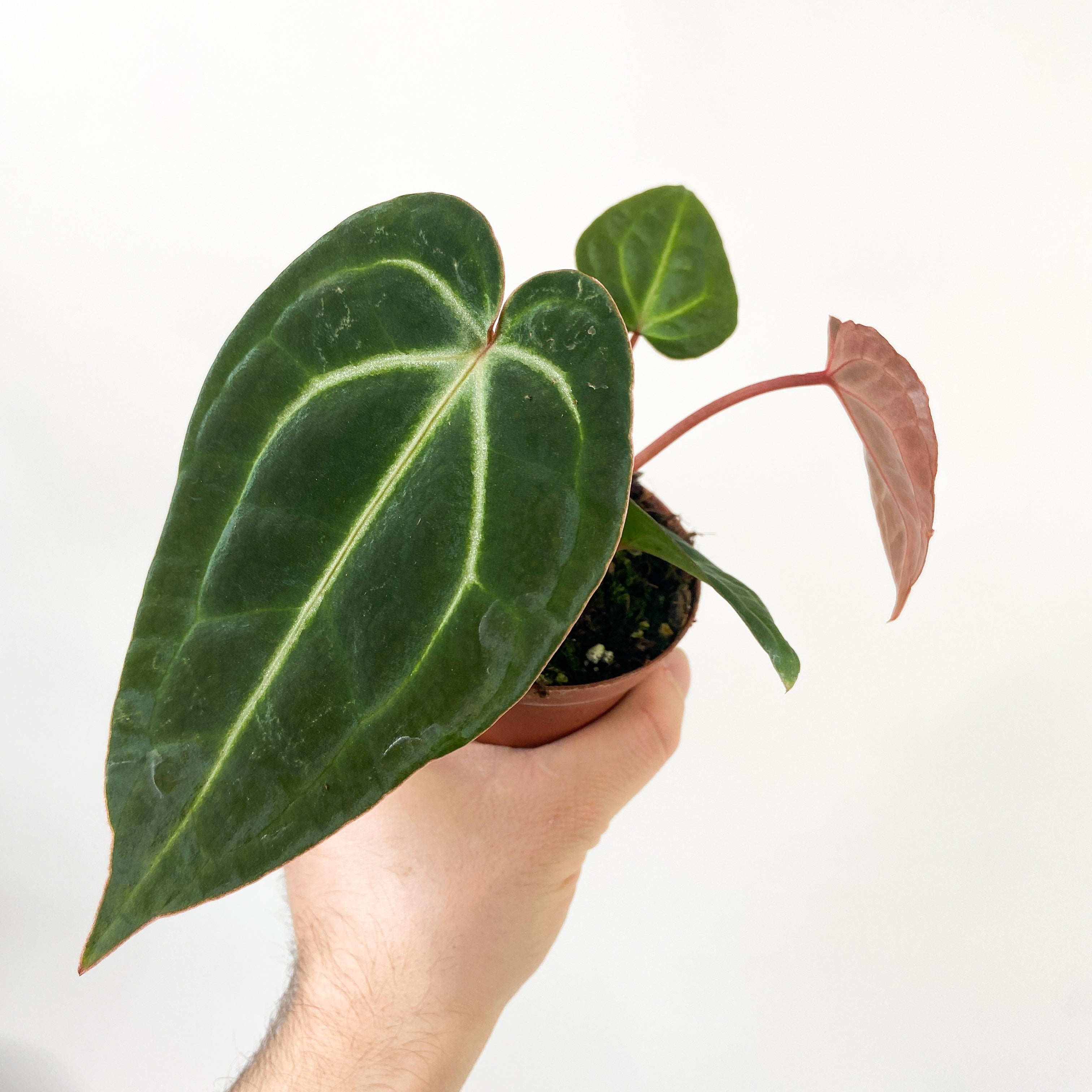 Anthurium Besseae Aff X (Zara x Michelle) – Foliage Dreams