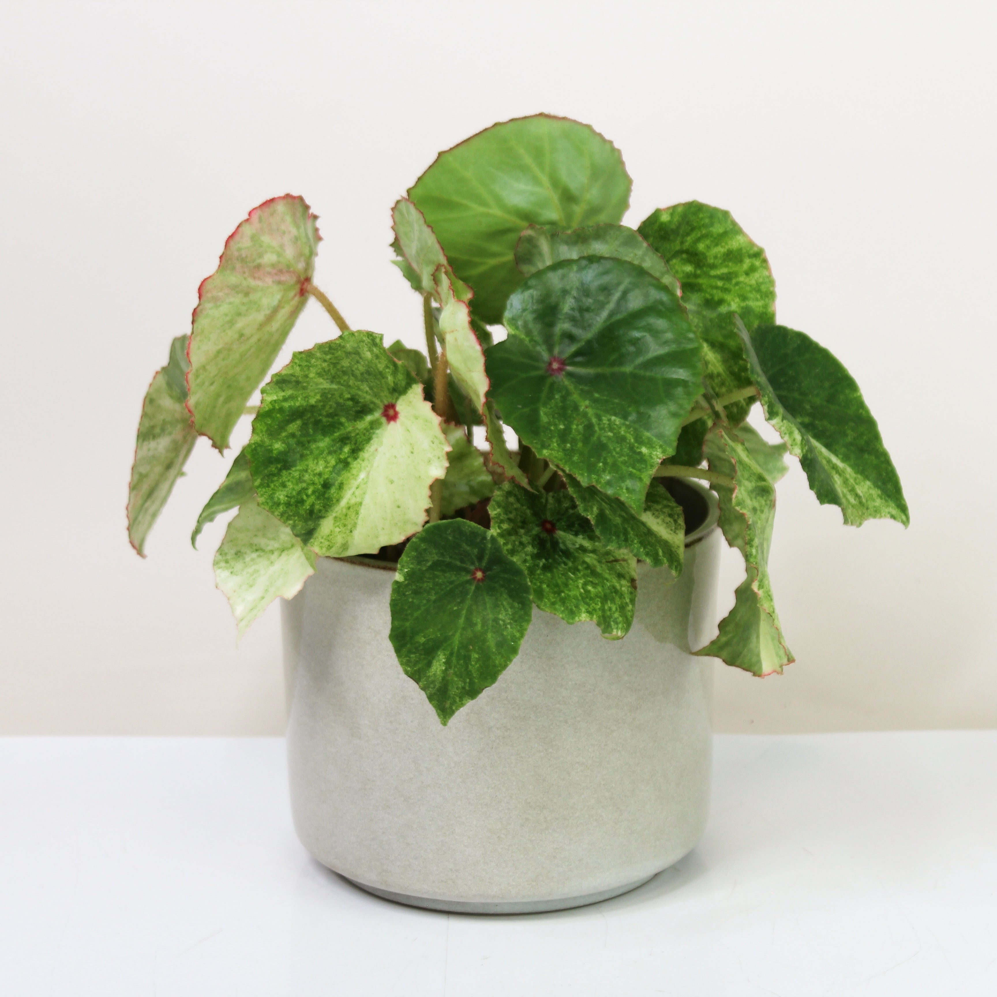 Begonia Rouge Variegata – Foliage Dreams