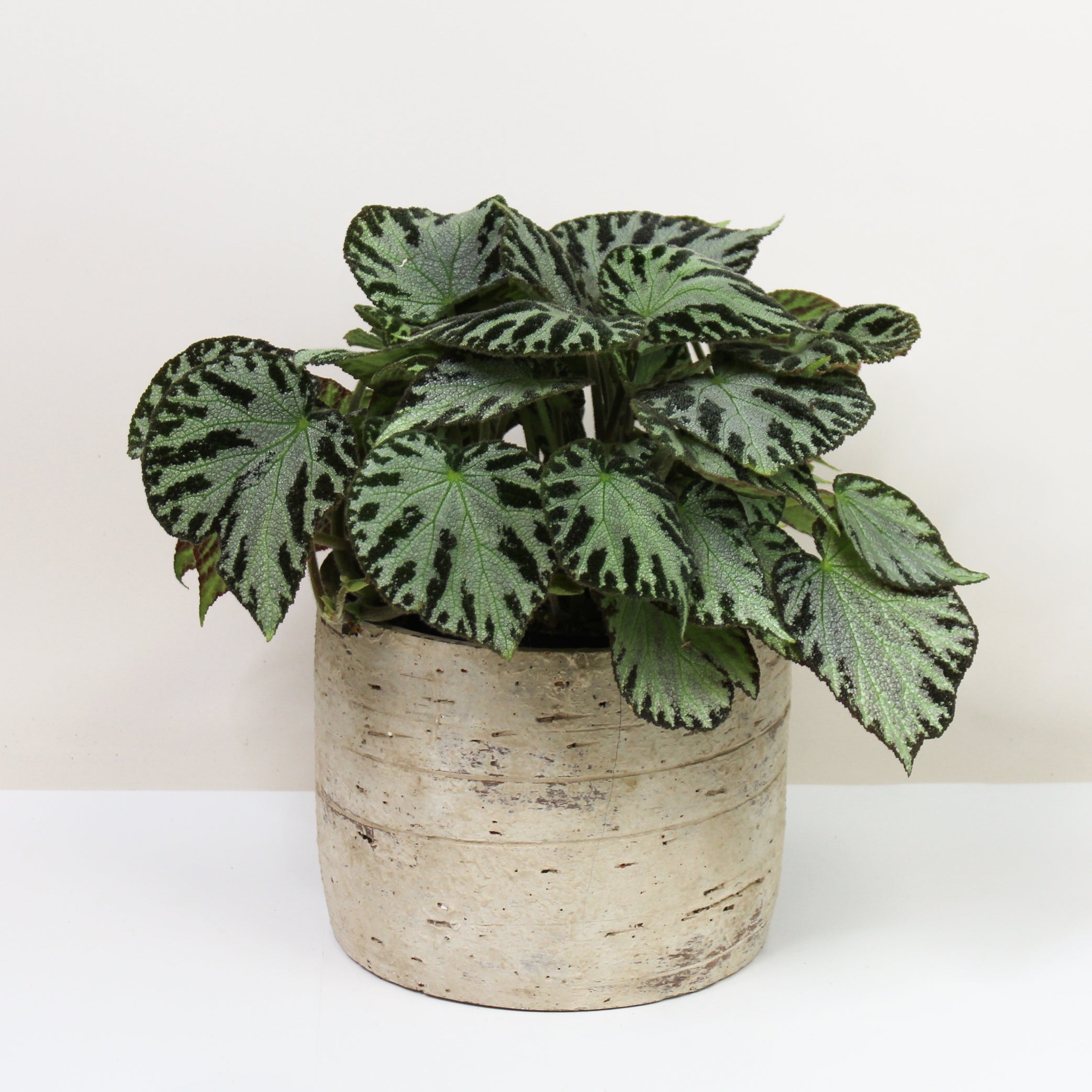 Begonia Silver Jewel – Foliage Dreams