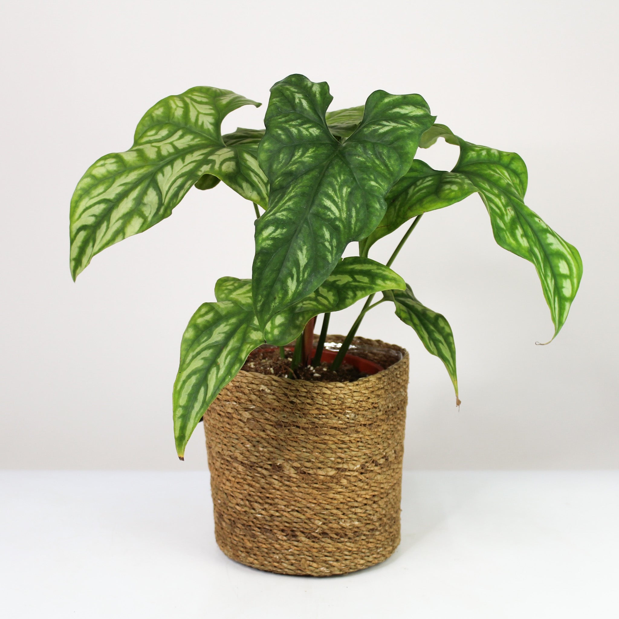 Cercestis Mirabilis – Foliage Dreams