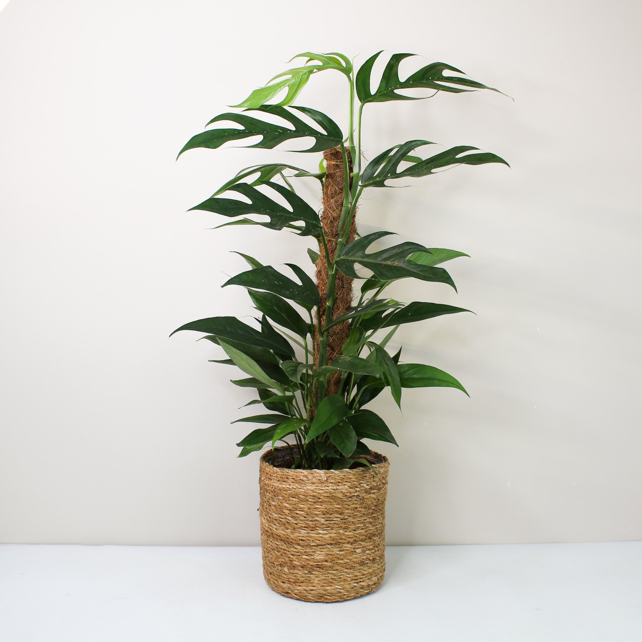 Epipremnum Pinnatum 'Blue Form' (Efeutute) – Foliage Dreams