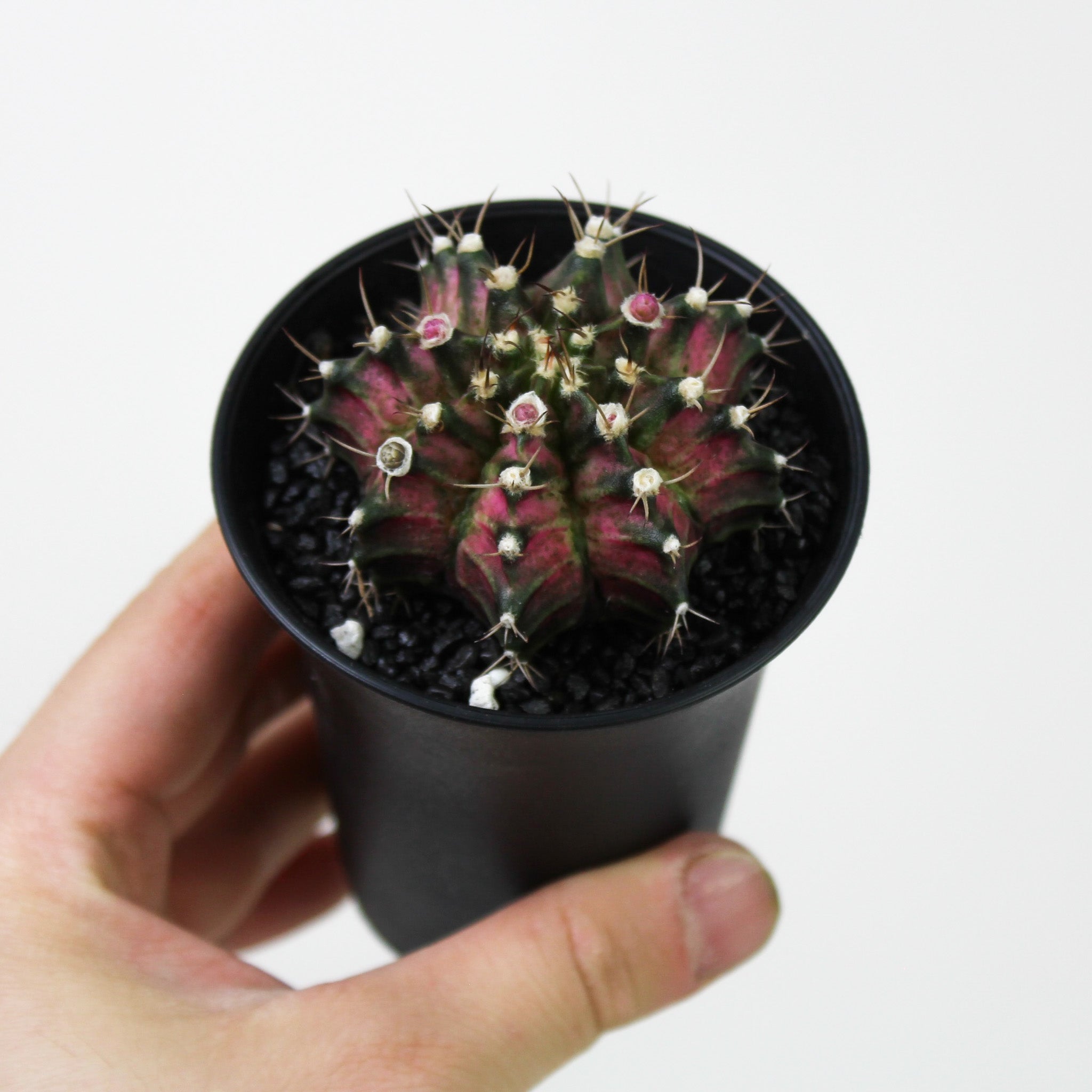 Gymnocalycium Cactus 't-rex Hybrid Pink' – Foliage Dreams