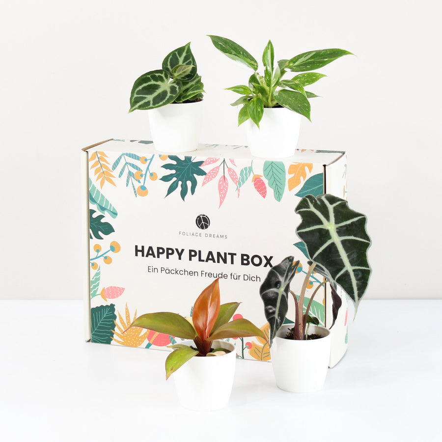 Happy Plant Box – Foliage Dreams