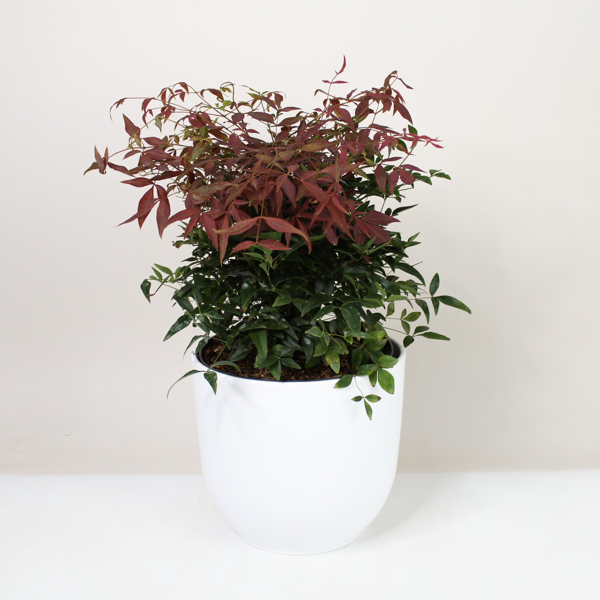 Heiliger Bambus - Nandina domestica – Foliage Dreams