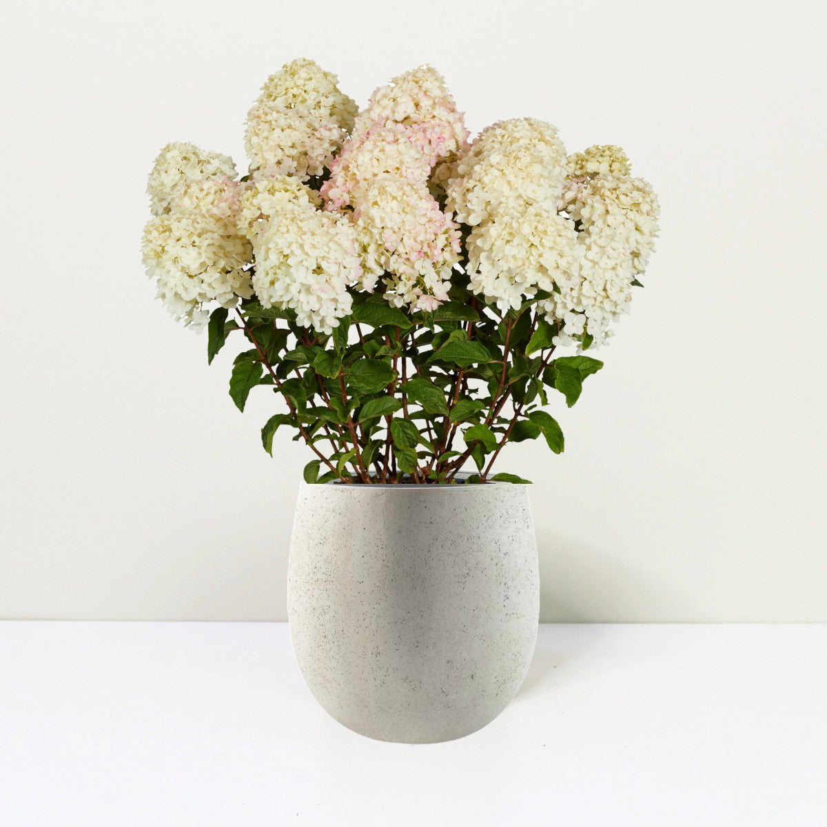 Hydrangea pan. 'Living Little Rosy'® – Foliage Dreams