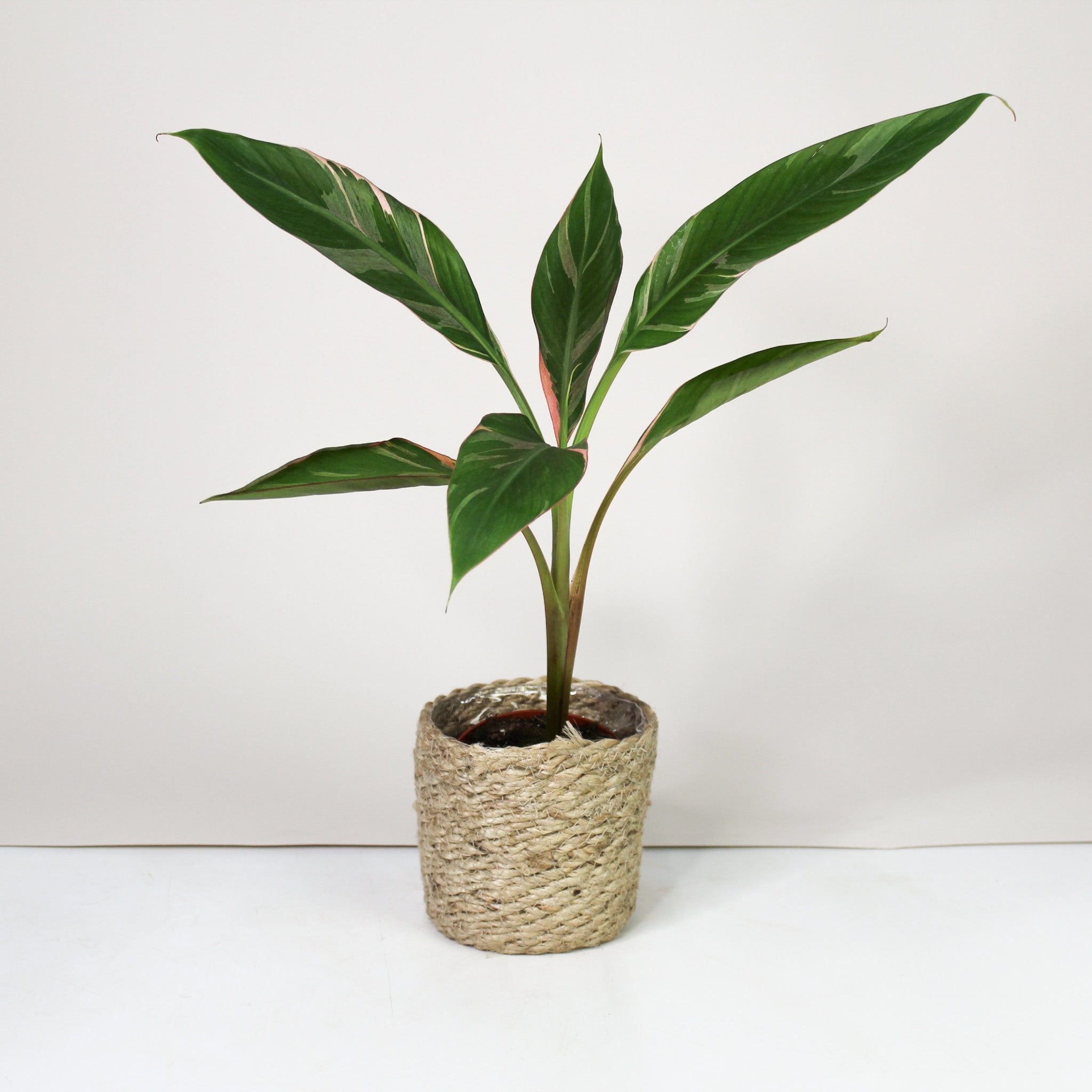 Musa Nono (Hot Pink Banana) – Foliage Dreams