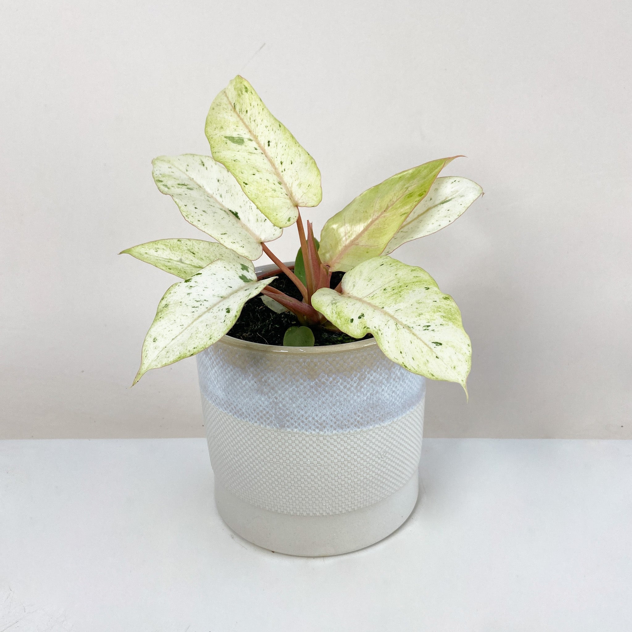 Philodendron snowdrift | House Plants | Foliage Dreams