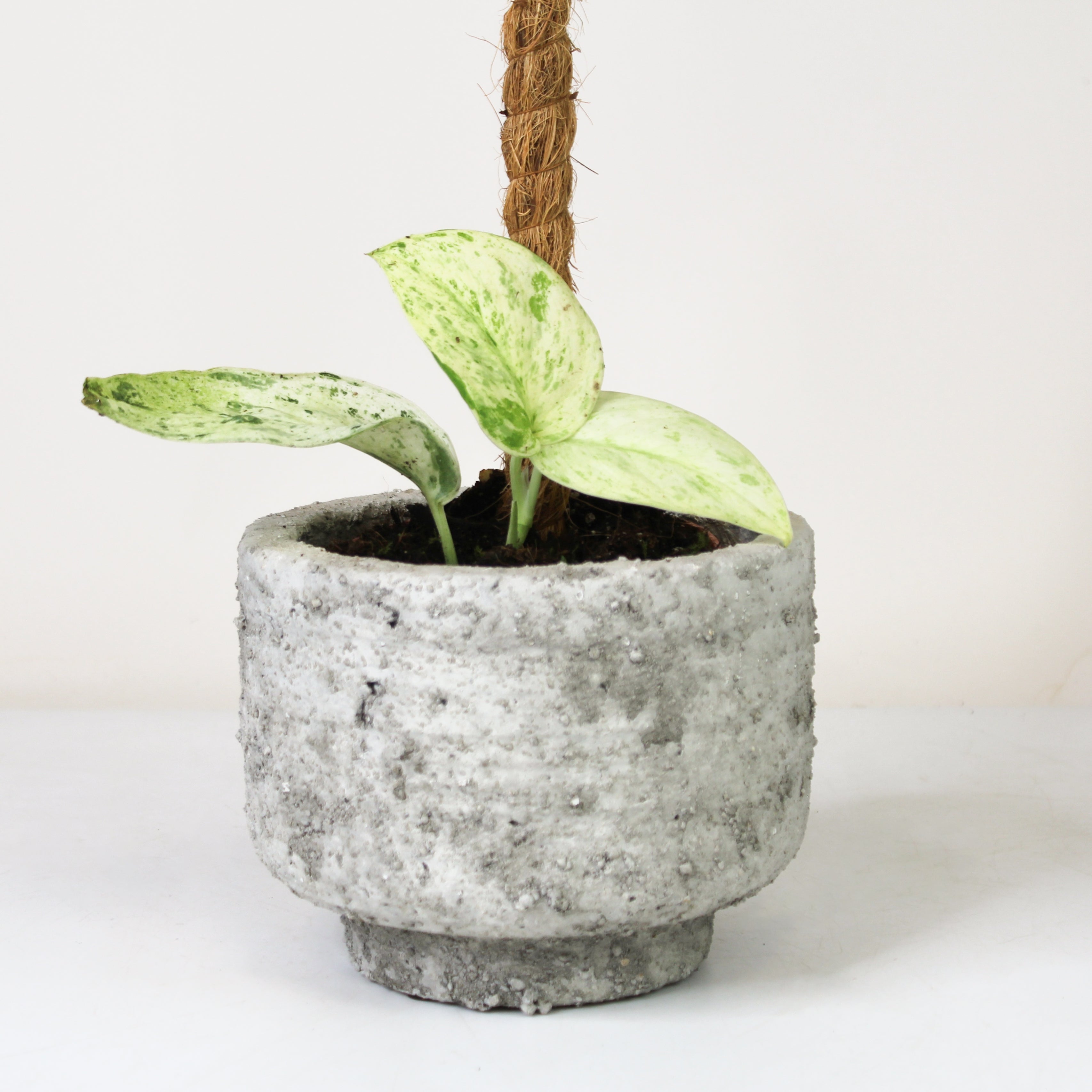 Scindapsus Jade Satin Marble – Foliage Dreams