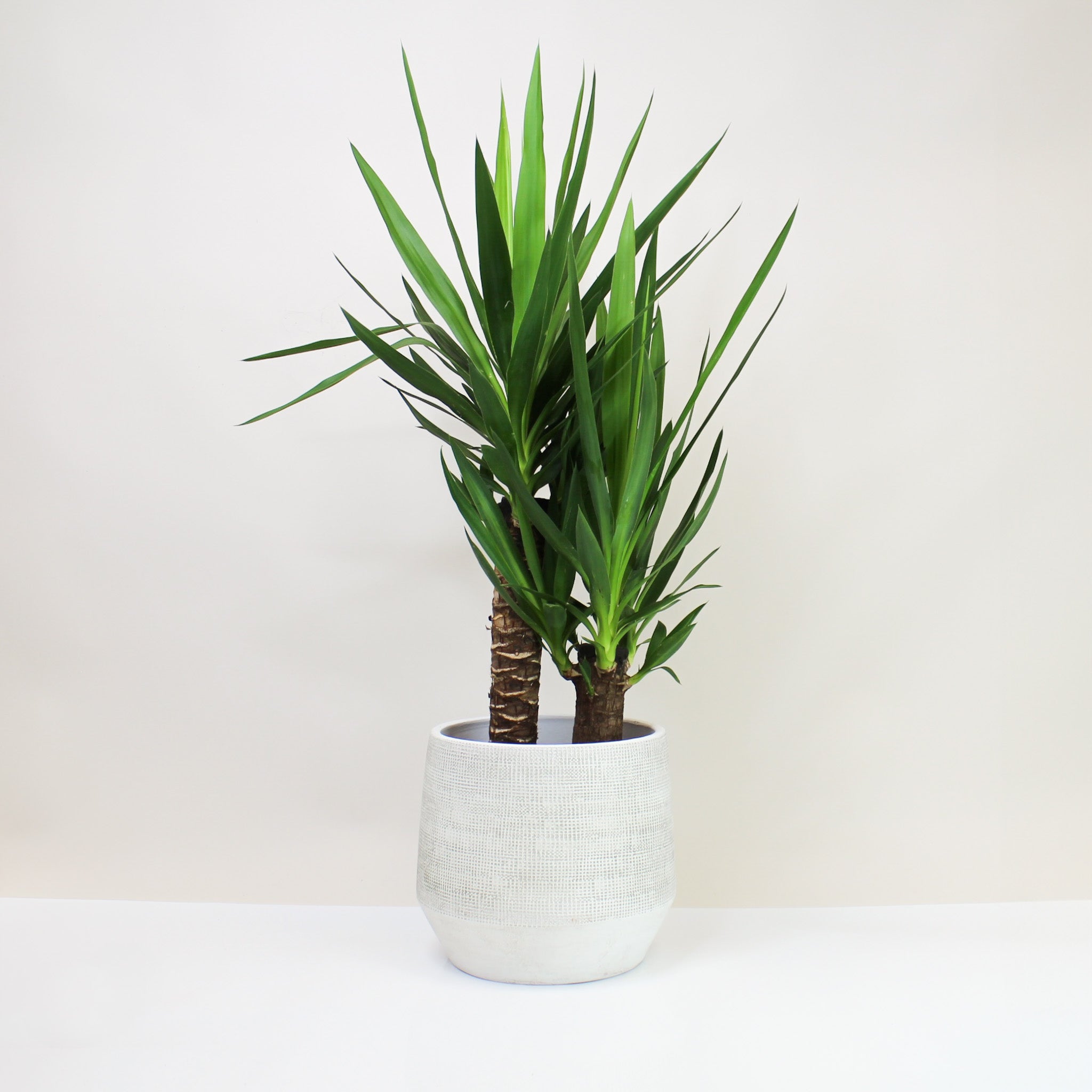 Yucca Elephantipes Plants Free Plants Yucca