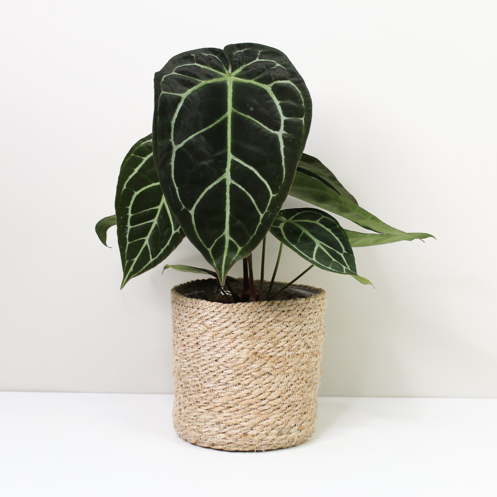Anthurium crystallinum | House Plants | Foliage Dreams