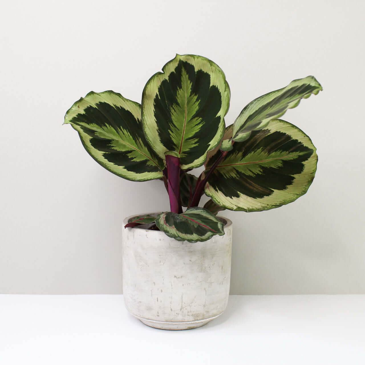 Calathea Marion – Foliage Dreams