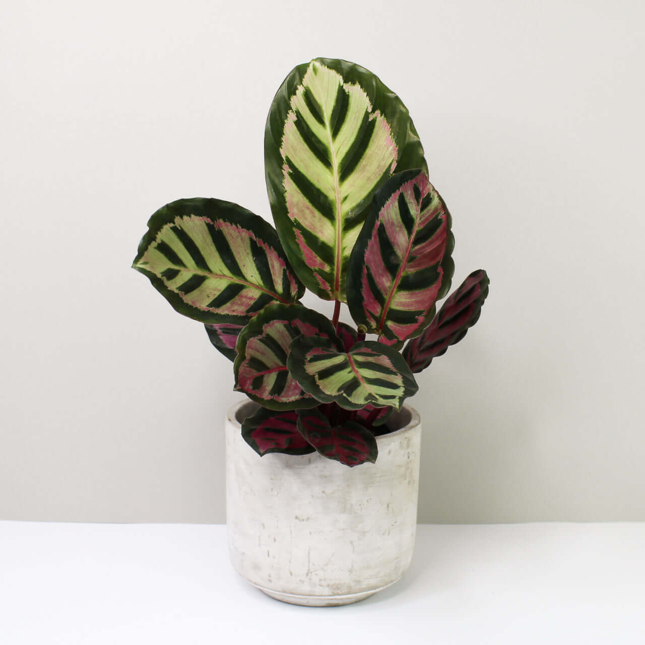 Calathea Roseopicta Cora (Korbmarante) – Foliage Dreams