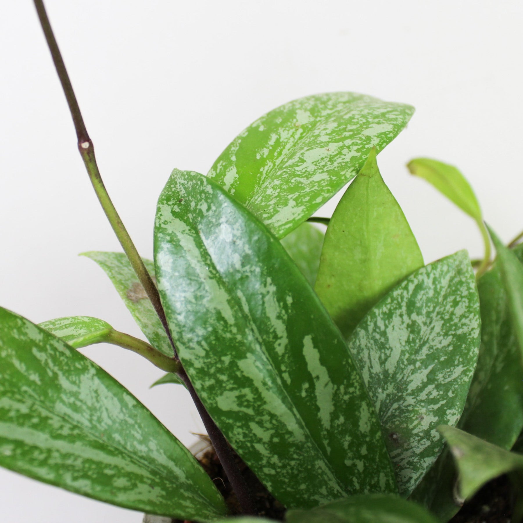 Hoya Pubicalyx 'Silver Splash' – Foliage Dreams