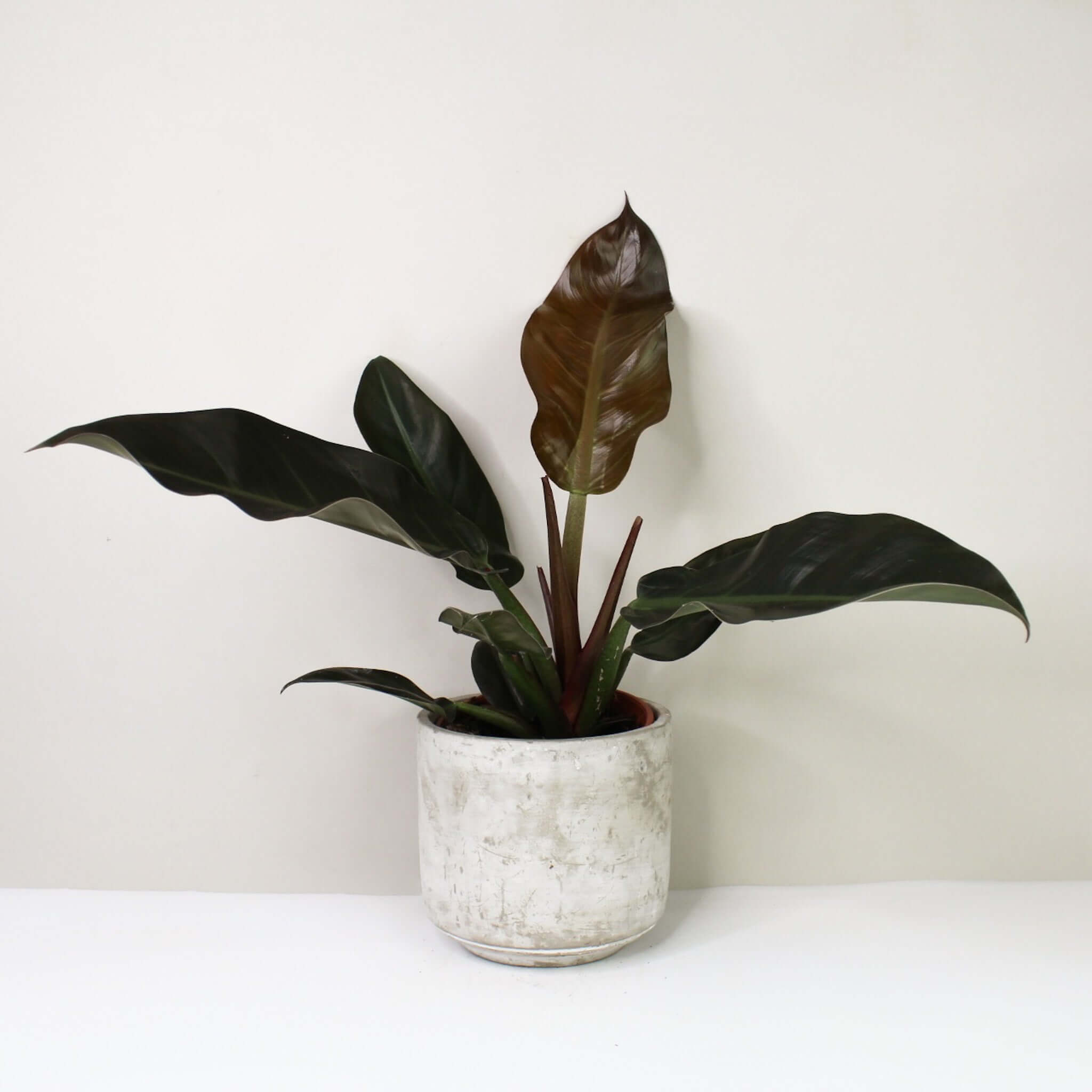 Philodendron imperial red | Foliage Dreams