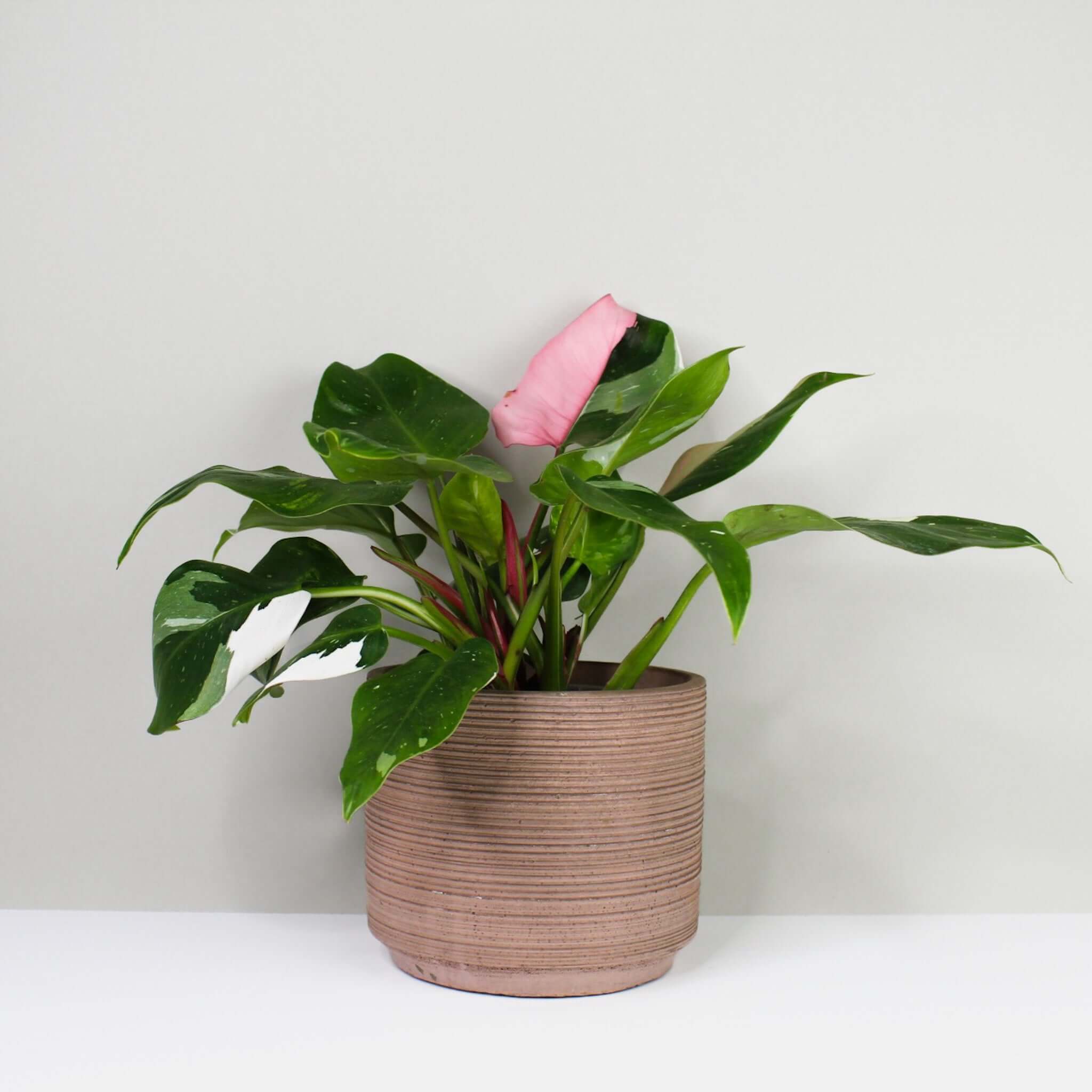 Philodendron White Princess 'Tricolor' – Foliage Dreams