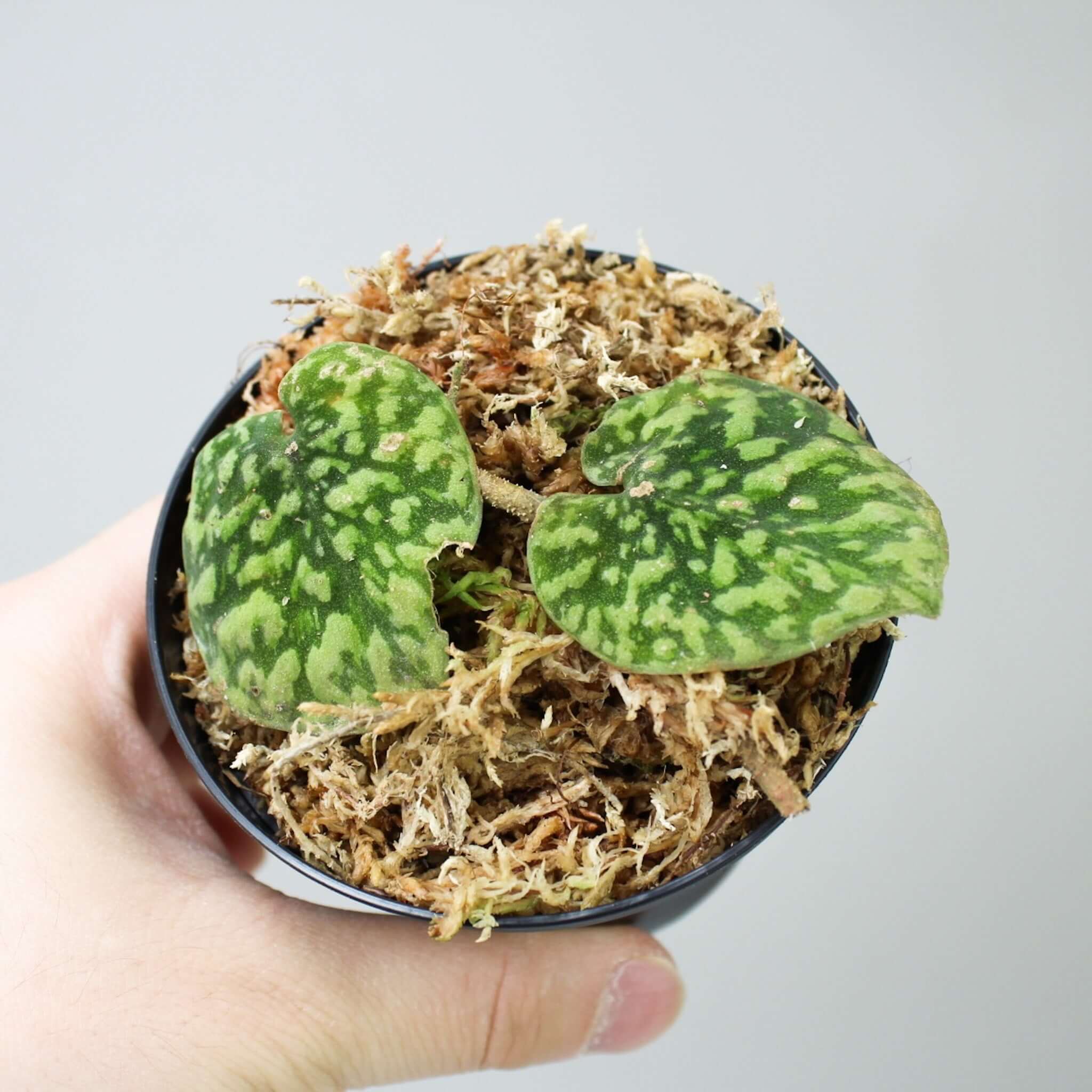 Scindapsus snake scale – Foliage Dreams
