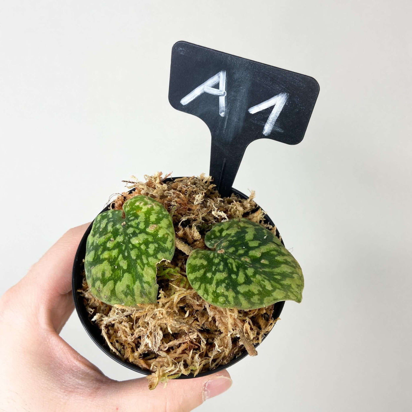 Scindapsus snake scale