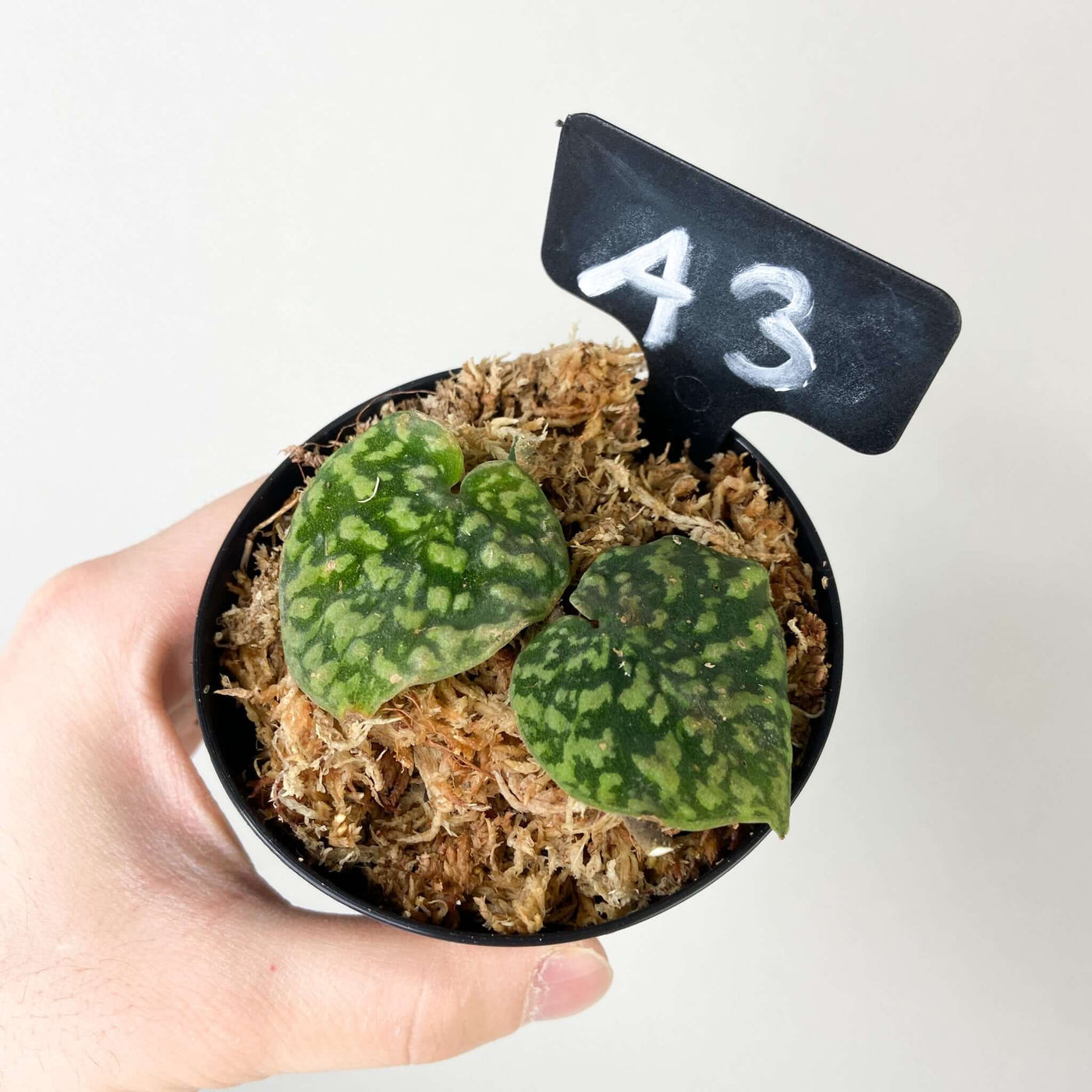 Scindapsus snake scale