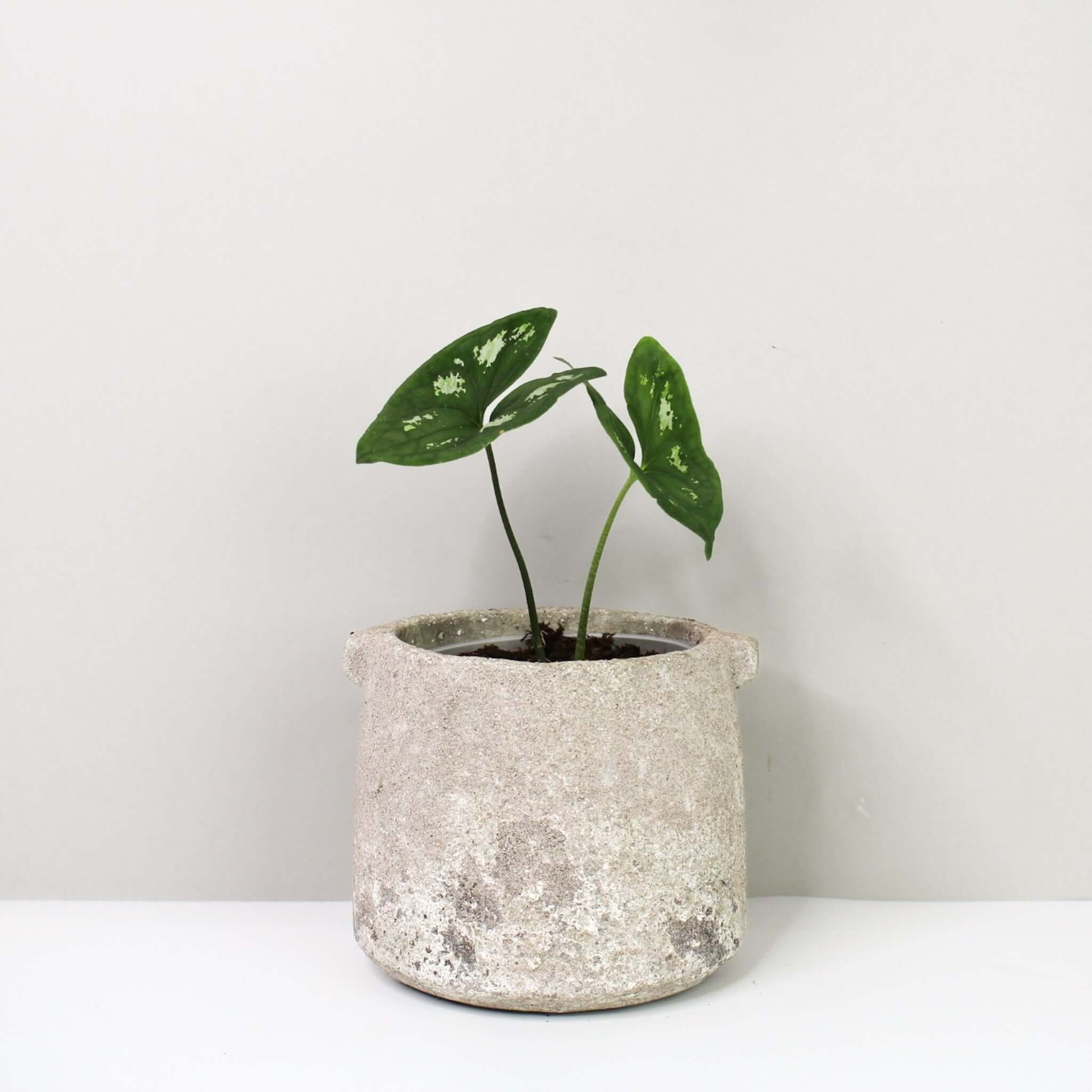 Ulearum Donburnsii 'Silver Cloud' – Foliage Dreams